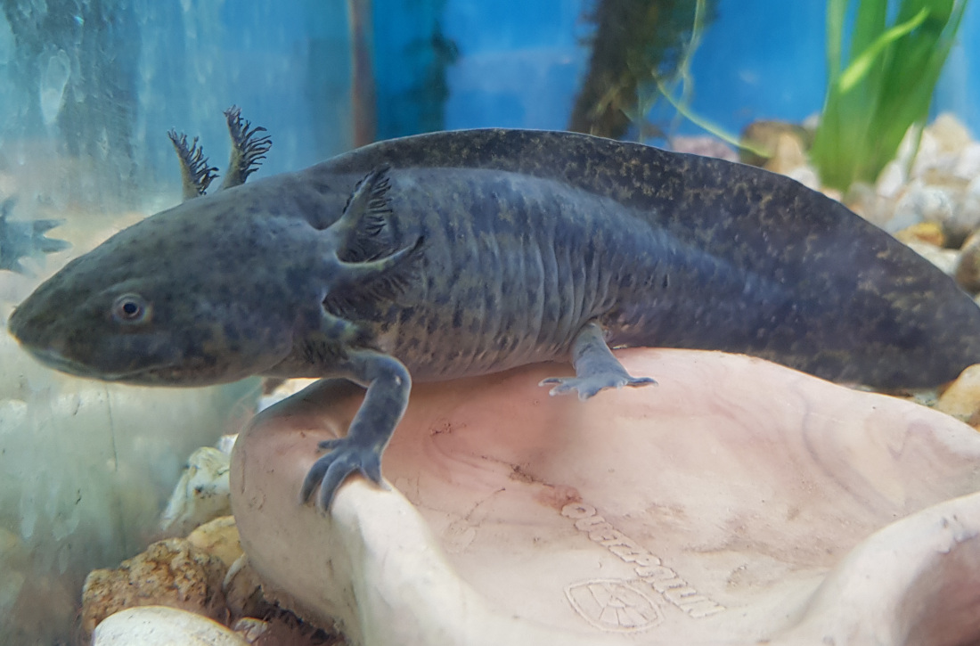 Xochimilco – die schwimmenden Gärten von Tenochtitlán - Reise-Mentoring ...